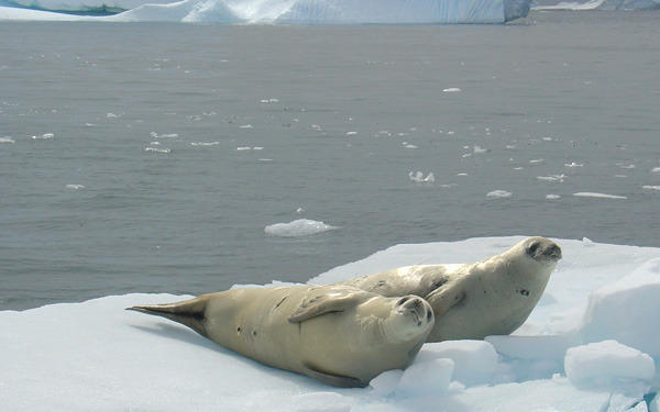 Groepsrondreis Antarctica en South Georgia - pinguinsafari